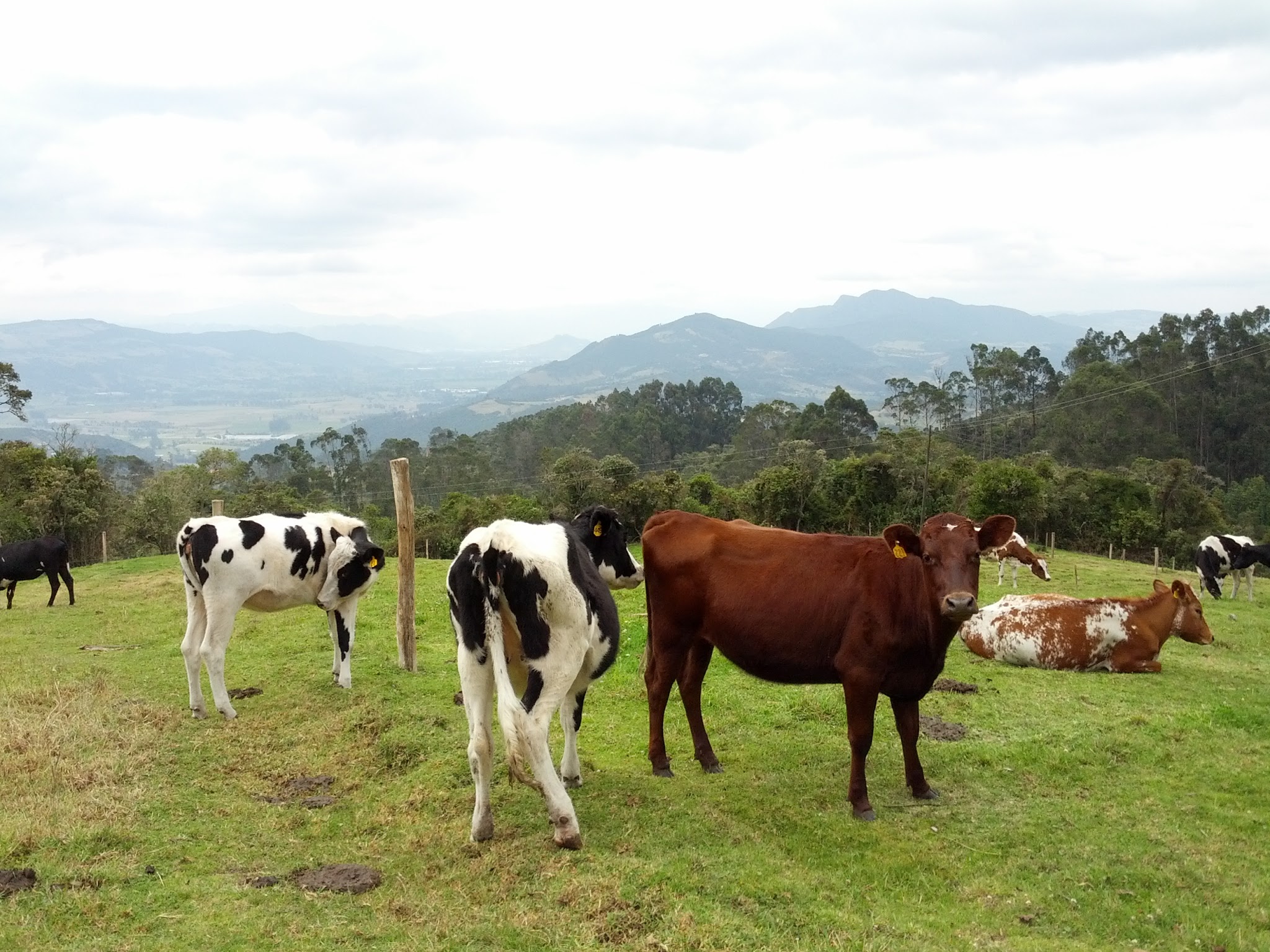 Cattle farming in bygone Colombia