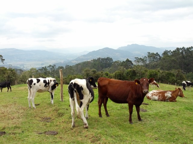 Cattle farming in bygone Colombia